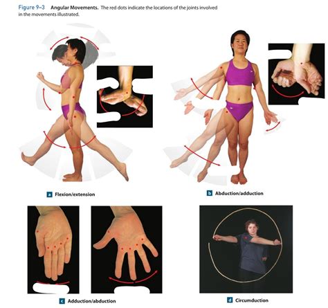 Anatomy Chapter 9 Angular Movements Diagram Quizlet