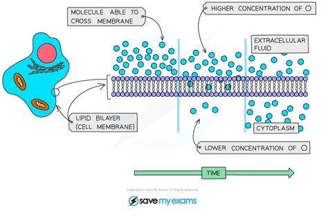 The Process Of Diffusion WJEC GCSE Biology Revision Notes 2018