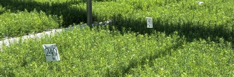 Reforestation Forestry Research And Outreach