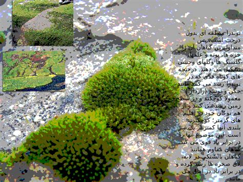 پاورپوینت مطالعات اجتماعی نهم زیست بوم توندرا گاما