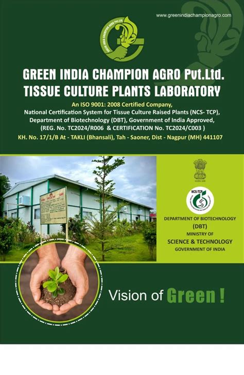 Balharshah Teak Alkaline Sagwan Tissue Culture Plant 25 Feet At ₹ 95 Piece In Nagpur