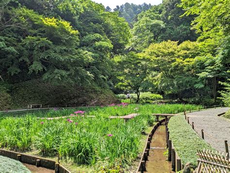 鎌倉PRESS on Twitter 明月院の後庭園の紫陽花はまだまだ先になりそうな 花菖蒲は咲いてきています 鎌倉 北鎌倉 明月