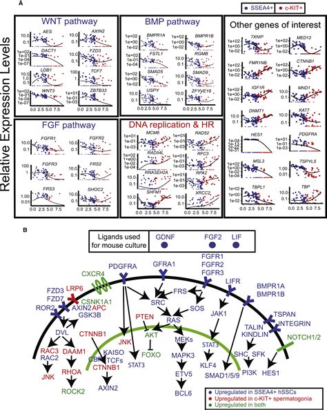 Chromatin And Single Cell Rna Seq Profiling Reveal Dynamic Signaling And Metabolic Transitions