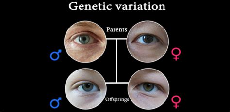 Genetic Variation Test Quiz Flashcards And Trivia