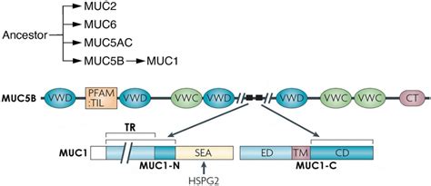 Emergence Of Muc1 In Mammals For Adaptation Of Barrier Epithelia