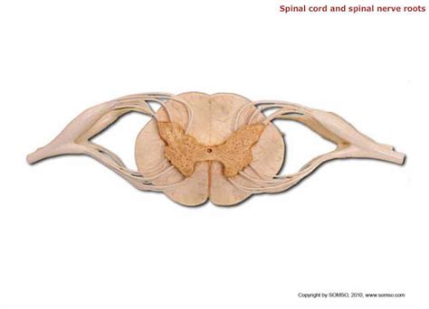 Spinal Cord And Spinal Nerve Roots Diagram Quizlet