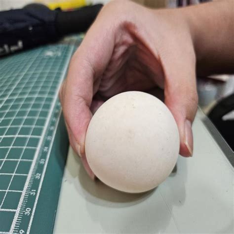 Duck Pro Object Detection Dataset And Pre Trained Model By Ducks