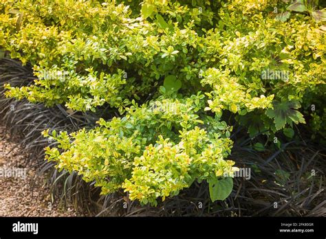 Ilex Crenata Hi Res Stock Photography And Images Alamy