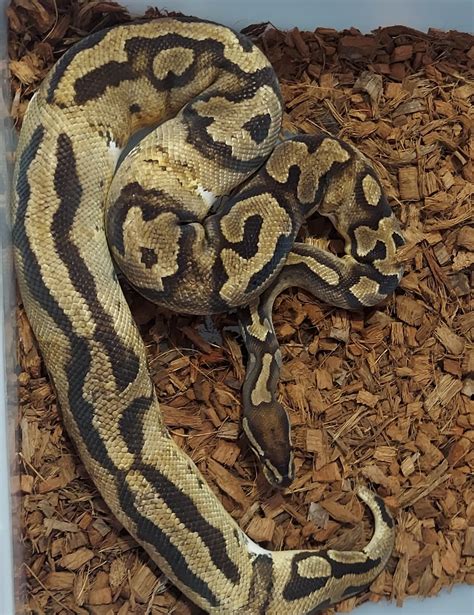 Adult Pied Pos Leopard Proven Breeder Female Ball Python By Cmm