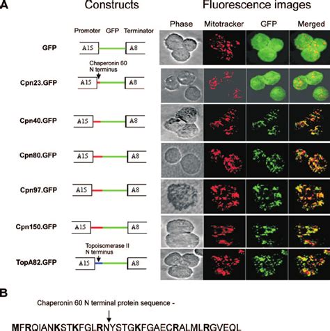 A Subcellular Distribution Of Gfp Fusion Proteins In Dictyostelium Download Scientific