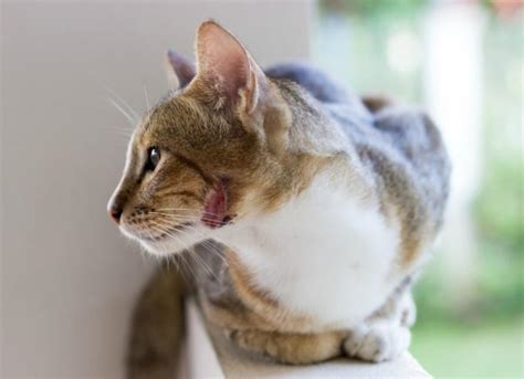 Bacterial Infection Pyoderma Of The Skin In Cats Petmd