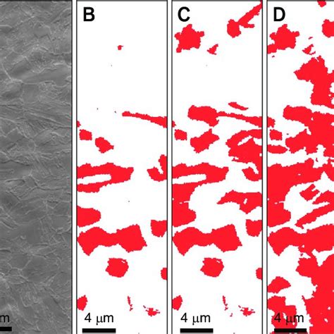 Scanning Electron Microscopy Micrograph Showing Microstructure Of