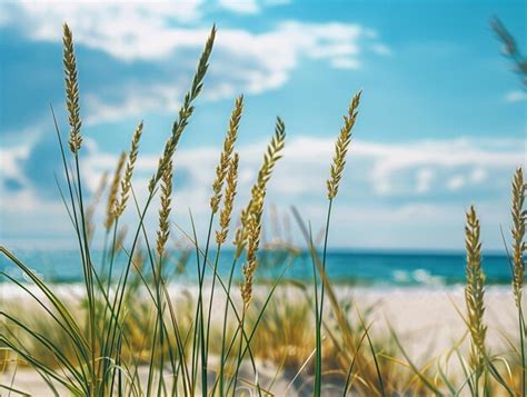 Coastal Grass Seaside Images Free Download On Freepik