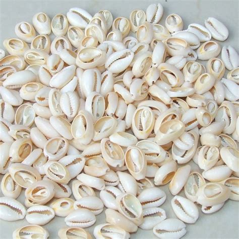 Small Sea Shells Etsy