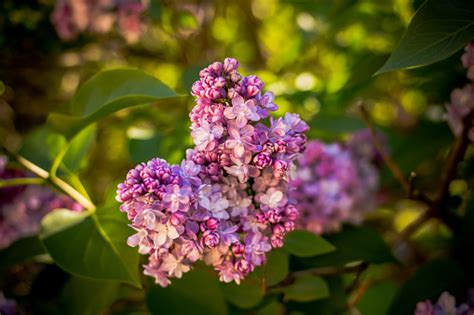라일락 꽃 꽃입니다 안녕하세요 봄 녹색 Leavesflowering 정원 선택적 초점 부시에 아름 다운 보라색 라일락 꽃의 분 지 4월에 대한 스톡 사진 및 기타 이미지