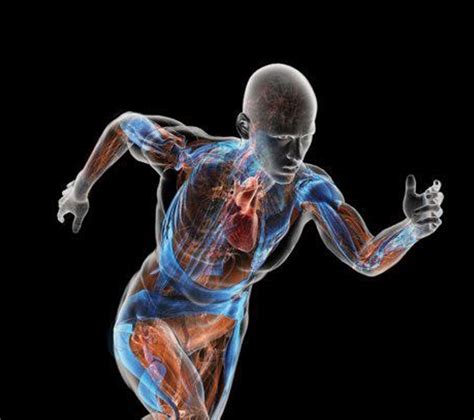 Список курсов Школа здорового питания Максима Погорелого