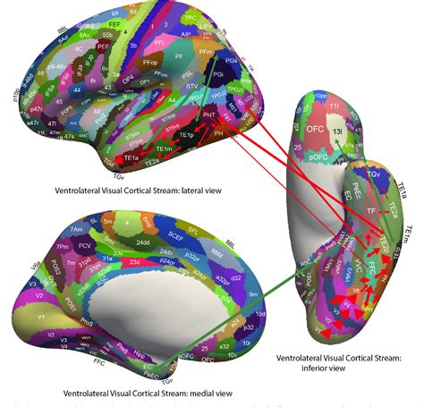 Figure 1 From Two What Two Where Visual Cortical Streams In Humans Semantic Scholar