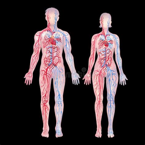 Human Circulatory System Black White Stock Illustrations 227 Human