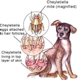 Cheyletiella