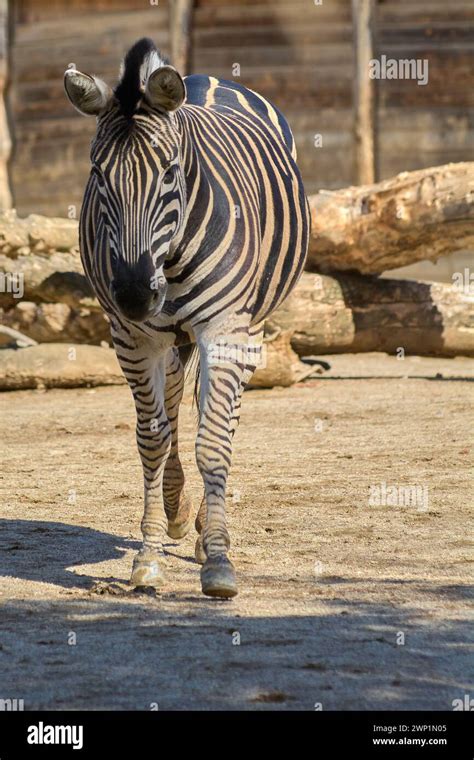 Zebra In Motion Showing Its Unique And Beautiful Stripe Patterns In A