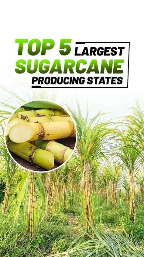 Sweet Success Top 5 Sugarcane Producing States In India