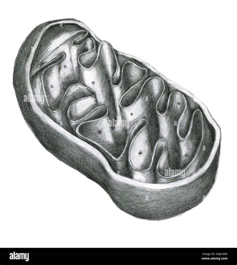 Mitochondria Drawing