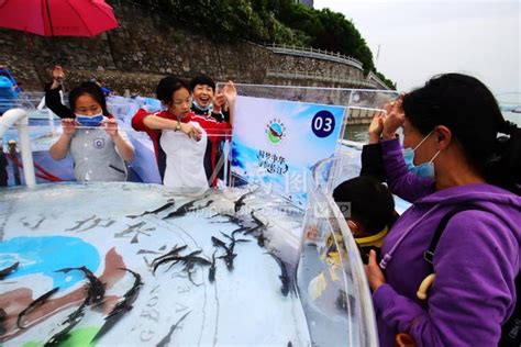 湖北宜昌：600余尾中华鲟放流长江 人民图片网