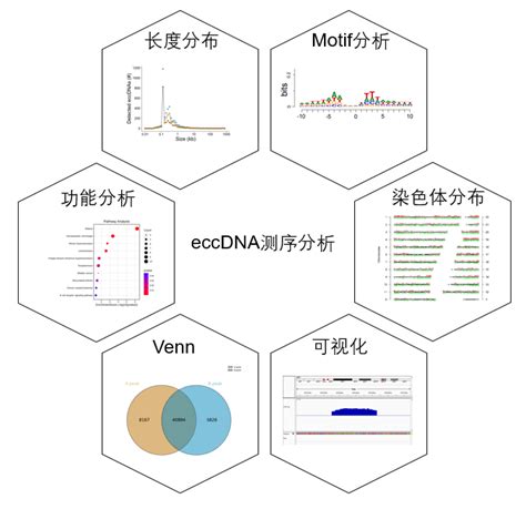 微生信 环状dna（eccdna）高通量测序服务