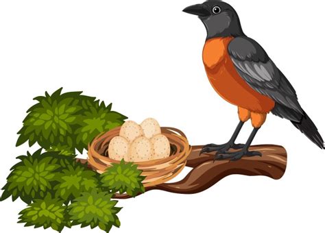 Nest Vector Images Over