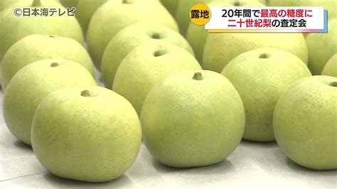 ここ20年で最高の糖度に！ 二十世紀梨の査定会 少雨により小玉が懸念されるも例年並みの大きさに生育 鳥取県湯梨浜町（2025年8月22日掲載）｜日本海テレビnews Nnn