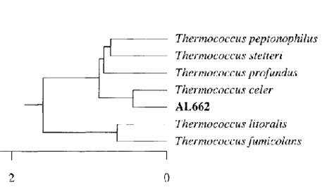Thermococcus Litoralis Archaebacteria