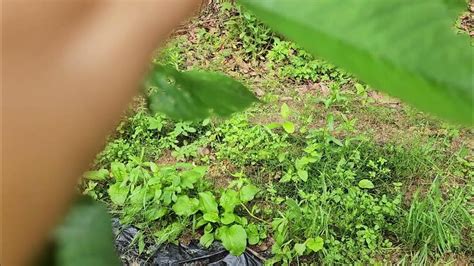 체리나무 1년생 전정수형만들기 Youtube