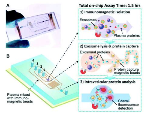 Microfluidic Device For Exosome Capture And Intravesicular Protein Download Scientific Diagram