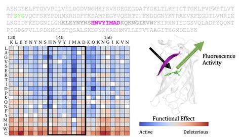 Predicting The Effects Of Mutations On Protein Function With Esm 2