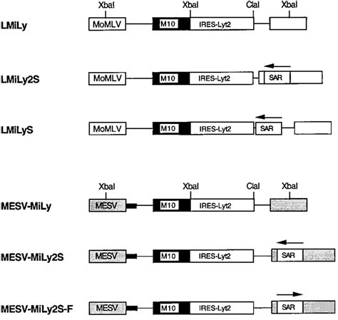 Schematic Representation Of The Retroviral Vector Constructs Not Drawn