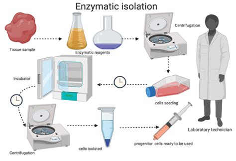 Workflow Of The Enzymatic Process With Several Passages Requiring A