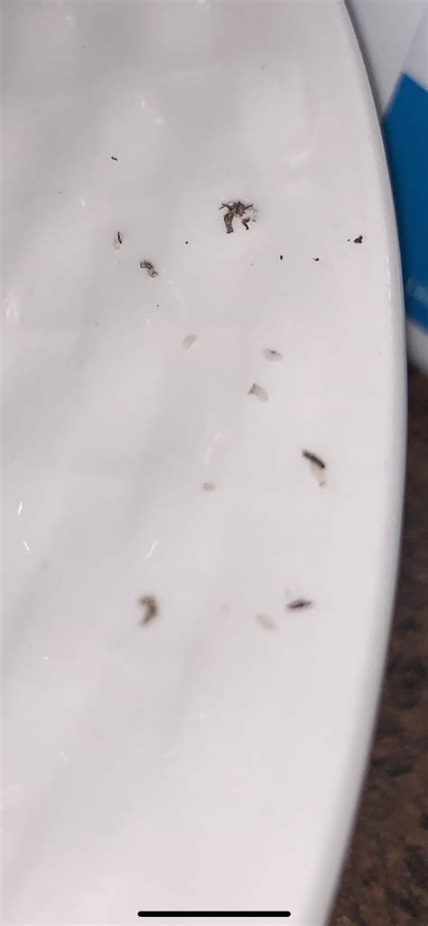 Are These Root Mealy Bugs Rplantclinic