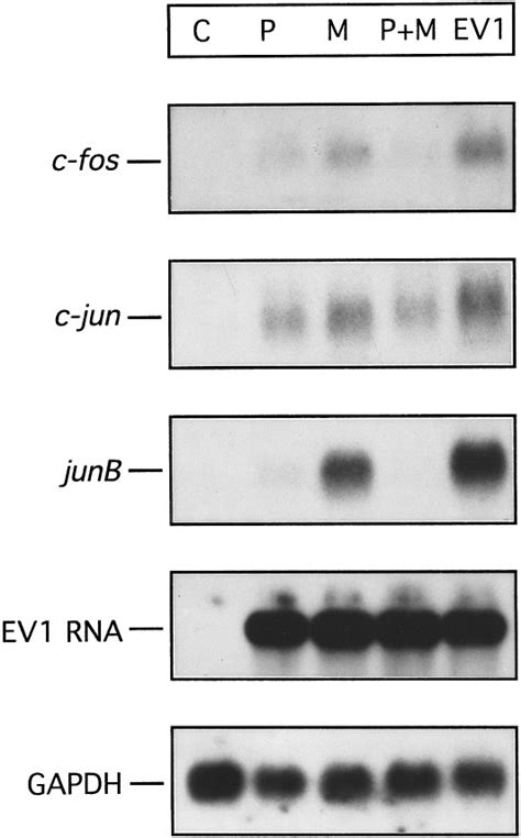 Effects Of Two Mapk Inhibitors On The Expression Of C Fos C Jun And