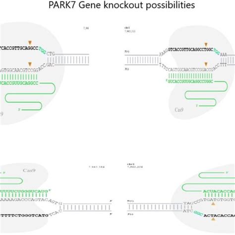Gene Knockout Possibilities Predicted By The Crispr Spcas9 Genome