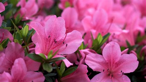 눈부신 분홍색 진달래 꽃이 만발하여 생생한 색상과 신선한 정원의 아름다움을 보여주며 봄의 영감 꽃 디자인 자연 및 활기찬 야외