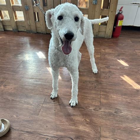 스탠다드푸들순희 강아지책임분양 컴투펫케어센터