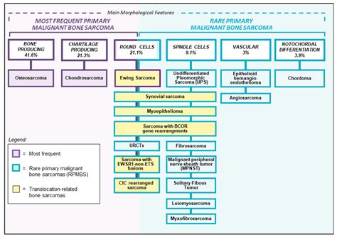 Diagnostic Classification Of Rare Primary Malignant Bone Sarcoma Download Scientific Diagram