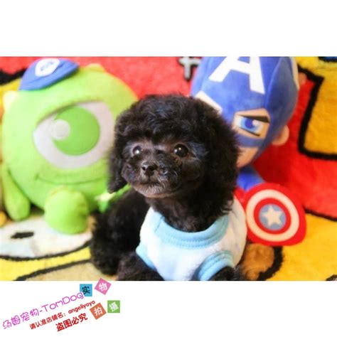 灰色泰迪幼犬纯种贵宾犬活体上海可上门外地视频支付宝w 虎窝淘