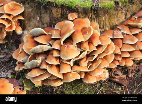 Mushrooms Grow Types At Matthew Brunskill Blog