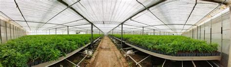 Angelique Le Clercq On Linkedin Home Wisteria Nursery