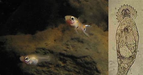 Eco Evo Evo Eco Sex Guppies And Parasitism