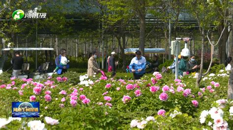 踏春赏花洛阳牡丹花开正娇艳 踏青游春赏国色