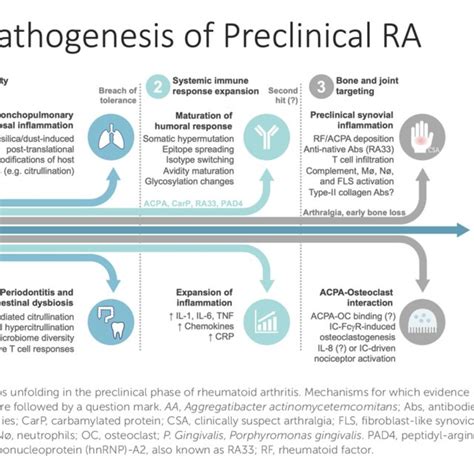 Extensor Tendon Anatomy And High Grade Tear Of The Extensor Tendon At