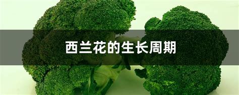 西兰花的生长周期 如意谷