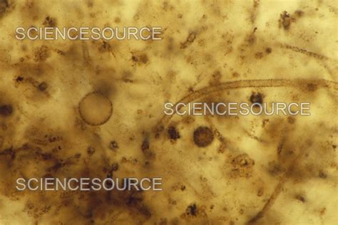 Photograph Gunflint Chert Fossils Science Source Images